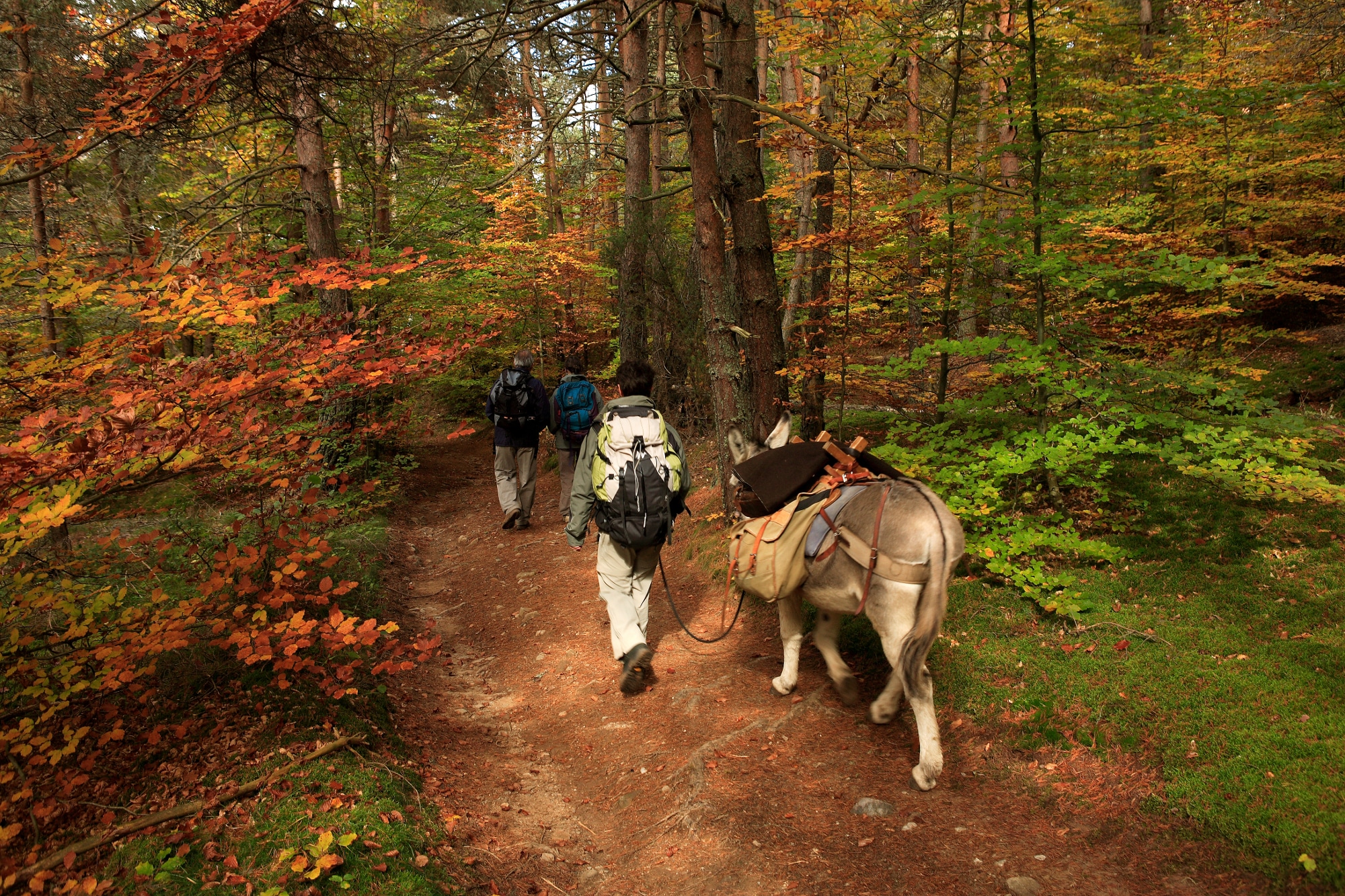 Stevenson dans les Montagnes d'Ardèche - Le chemin de Stevenson